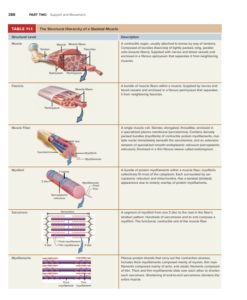 Anatomy & Physiology, The Unity of Form and Function 10th Edition by ...